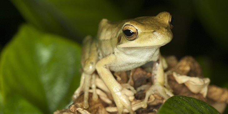 Significado espiritual do sapo – Transformação e fertilidade