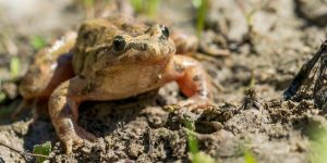 Significado espiritual do sapo – Transformação e fertilidade
