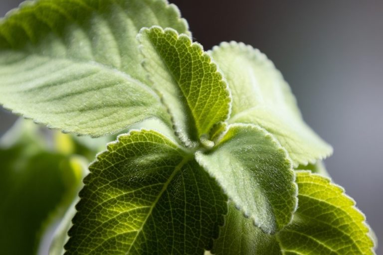 Banho de Boldo para limpeza espiritual: Como fazer e cuidados